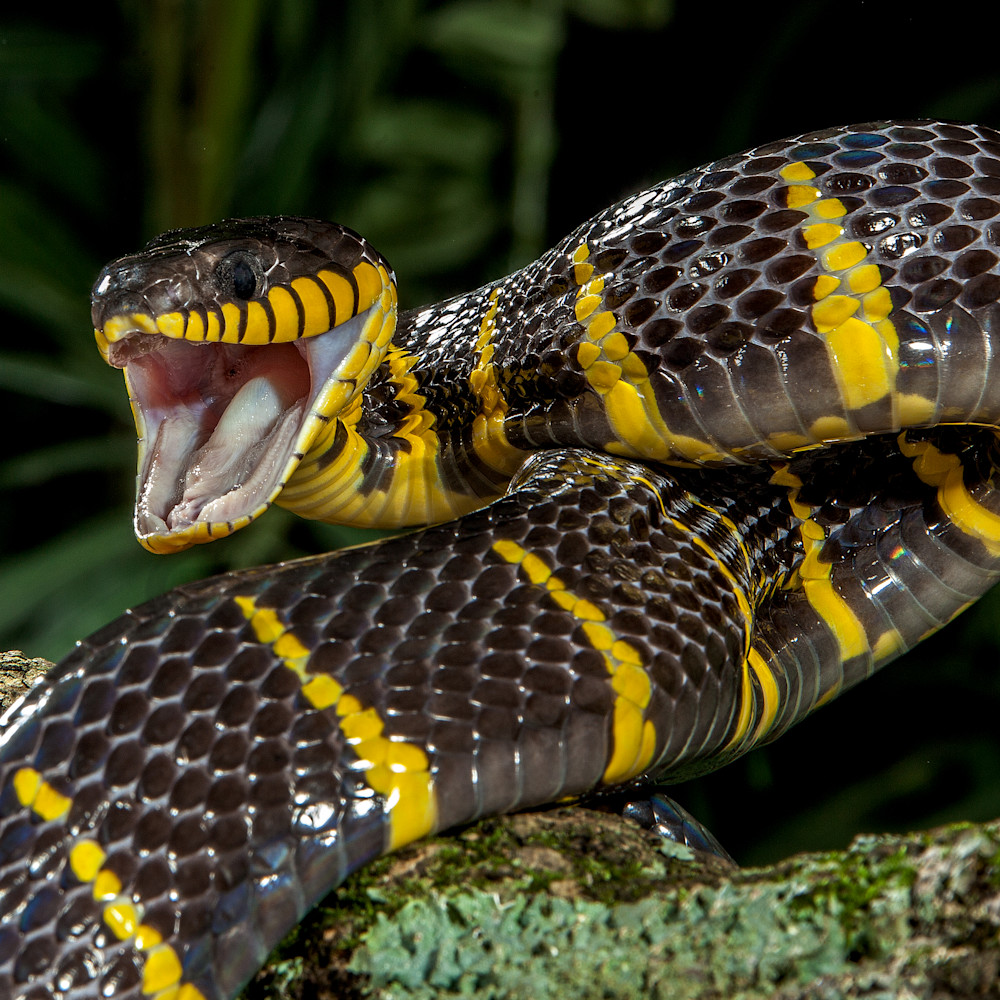 Mangrove Snake – Boiga Dendrophila Photography Art | Joe's Nature ...