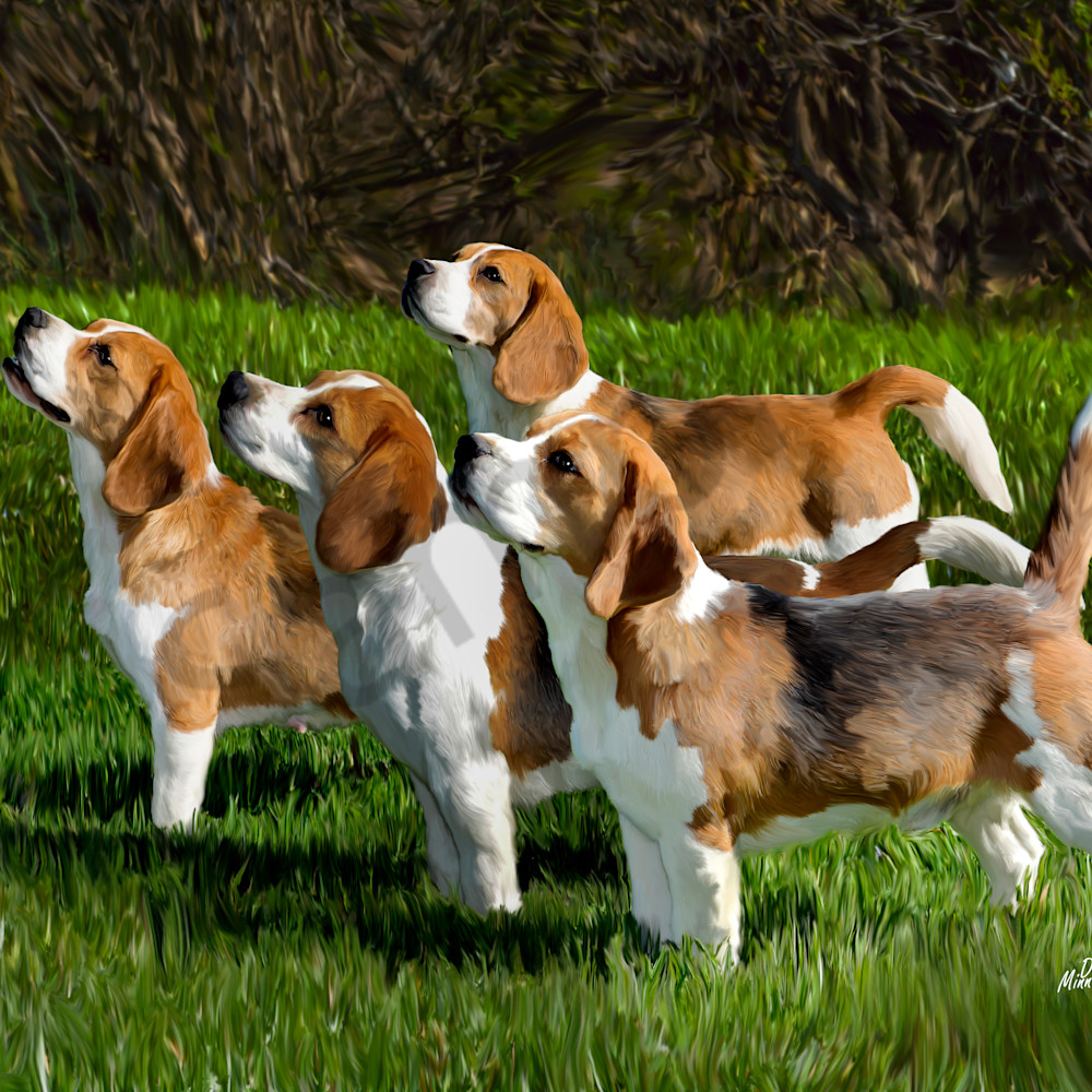 top four beagles