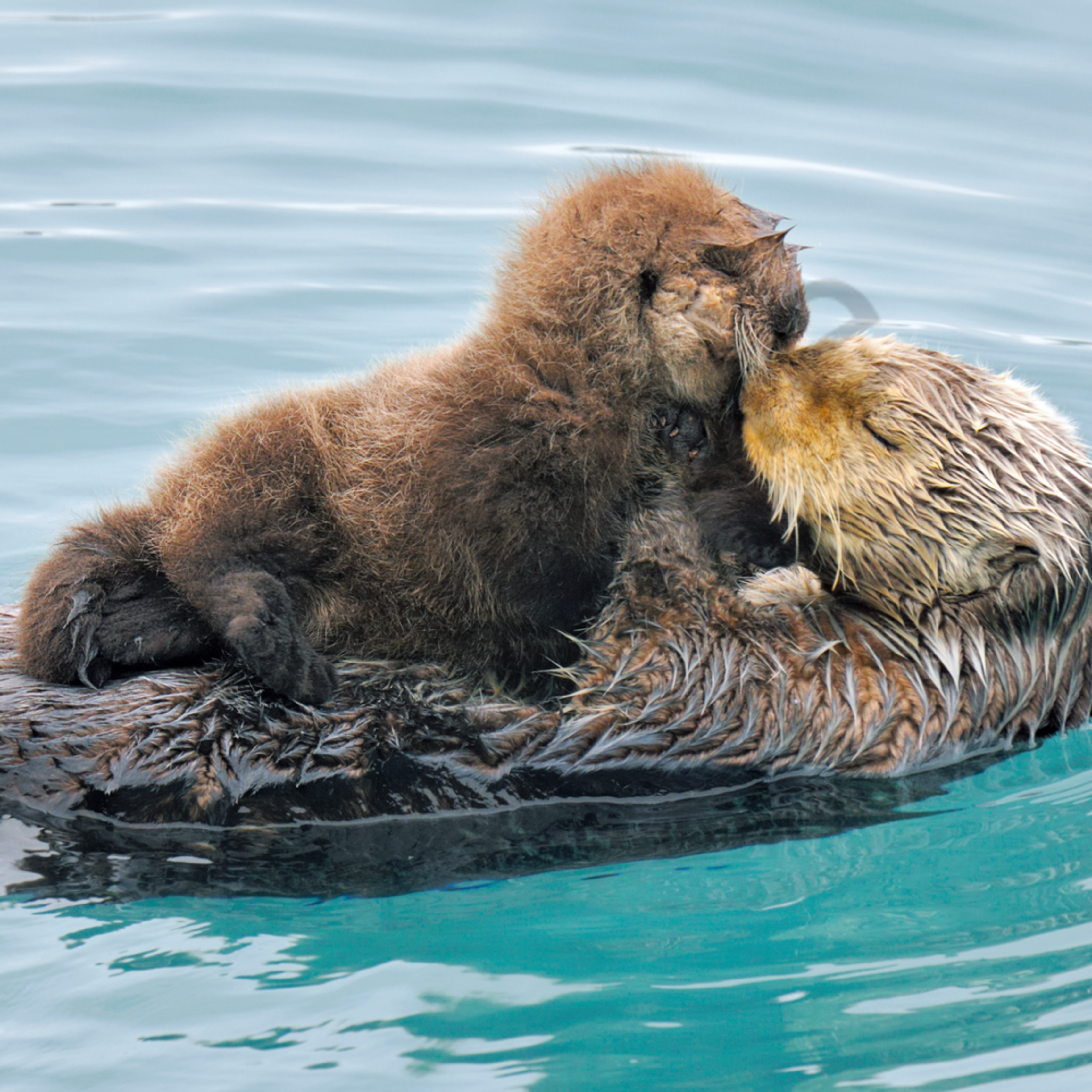 Alaskan or Northern Sea Otter