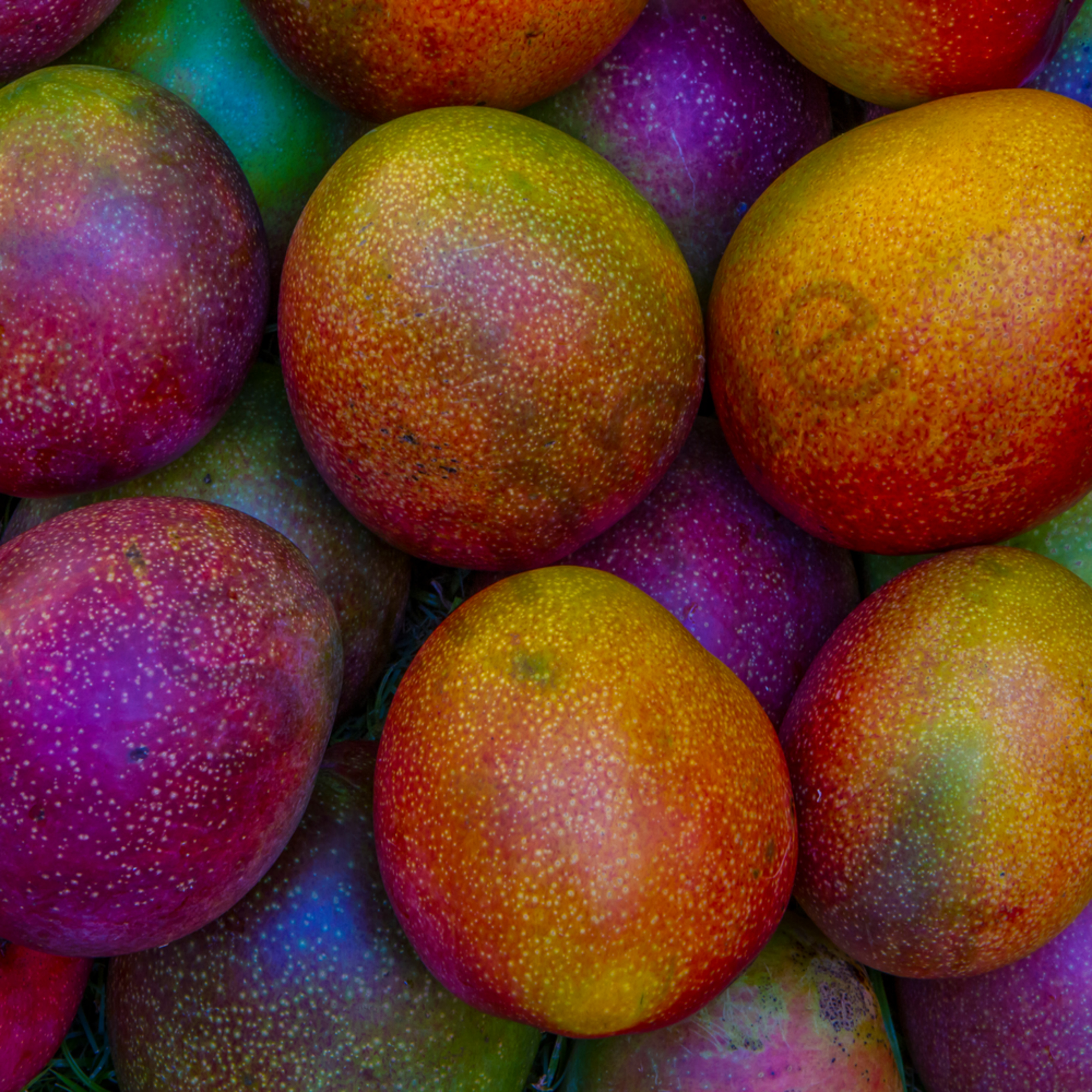 Hawaii Photography | Many Mangoes by William Weaver