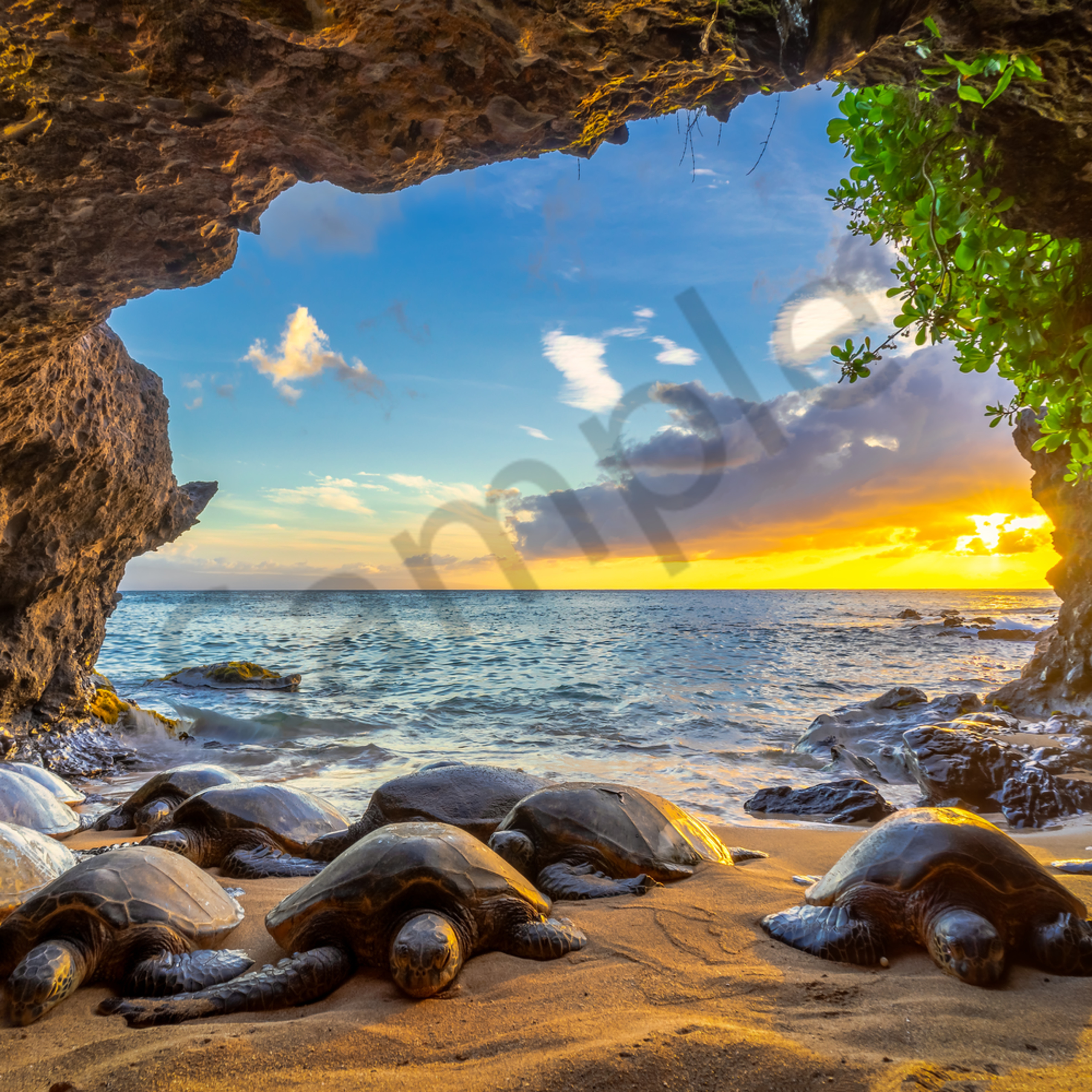 Hawaii Nature Photography | Honu Cove by Peter Tang