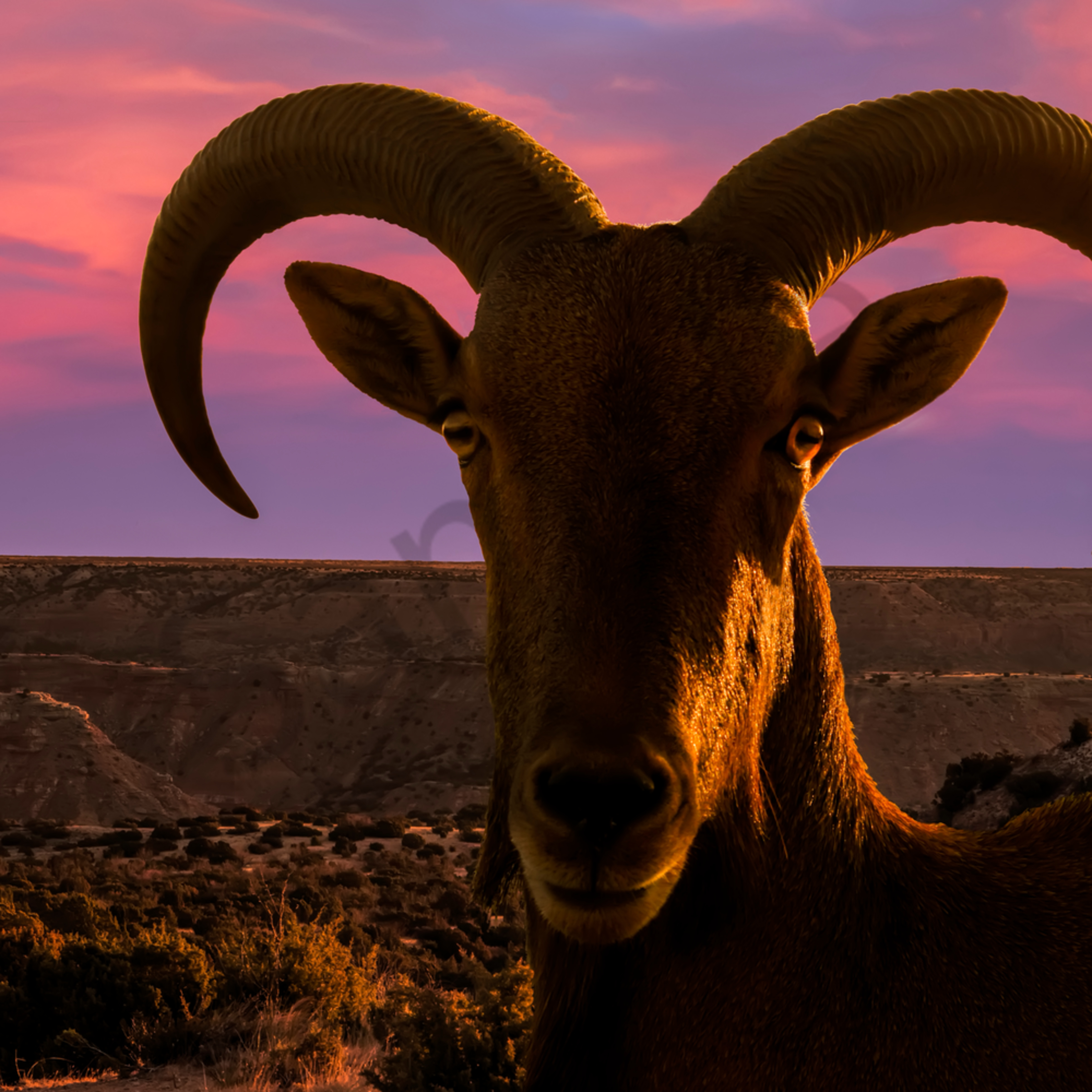 Doves Rest Aoudad in Palo Duro Canyon