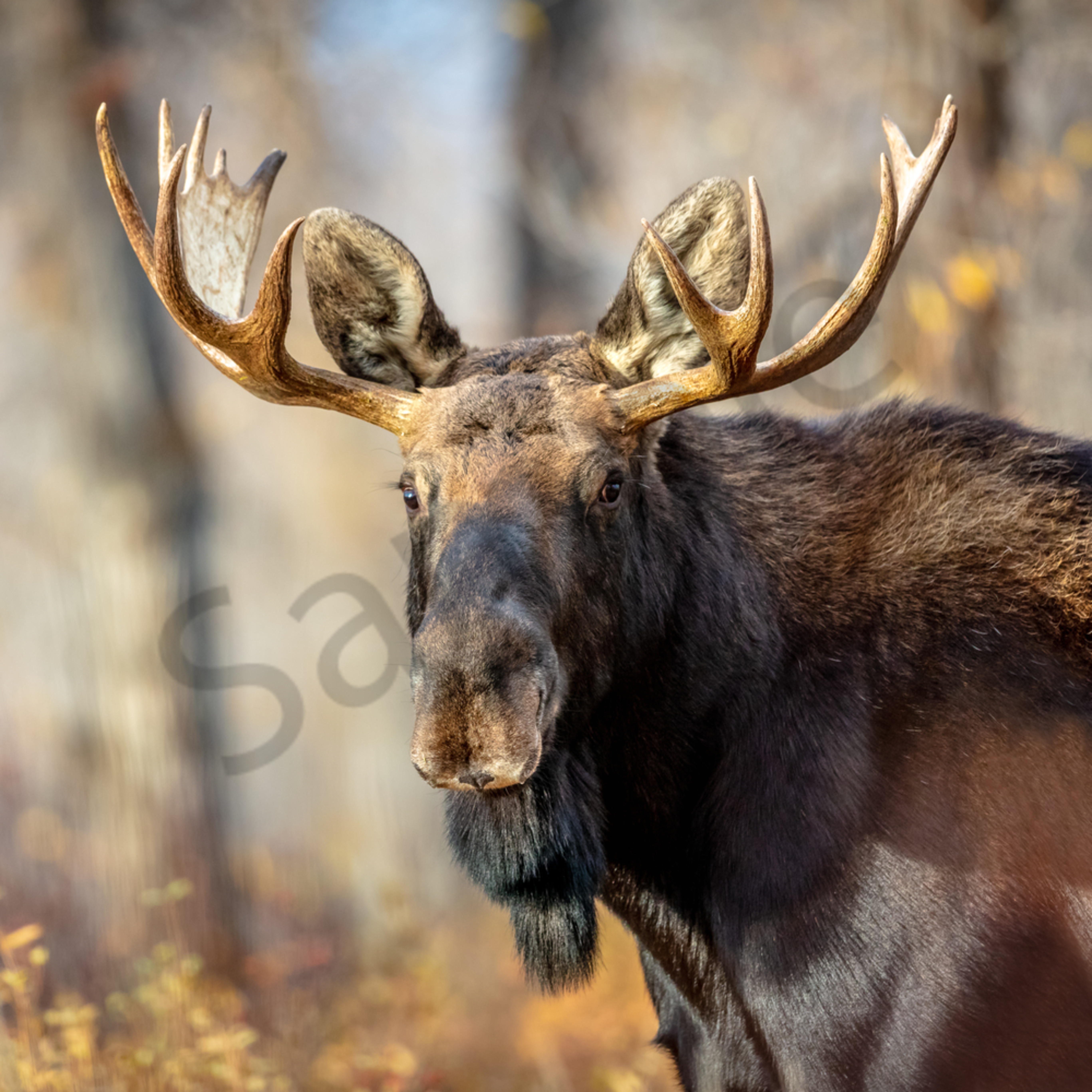 Bull Moose Portrait : Grand Tetons, Wyoming - By Curt Peters
