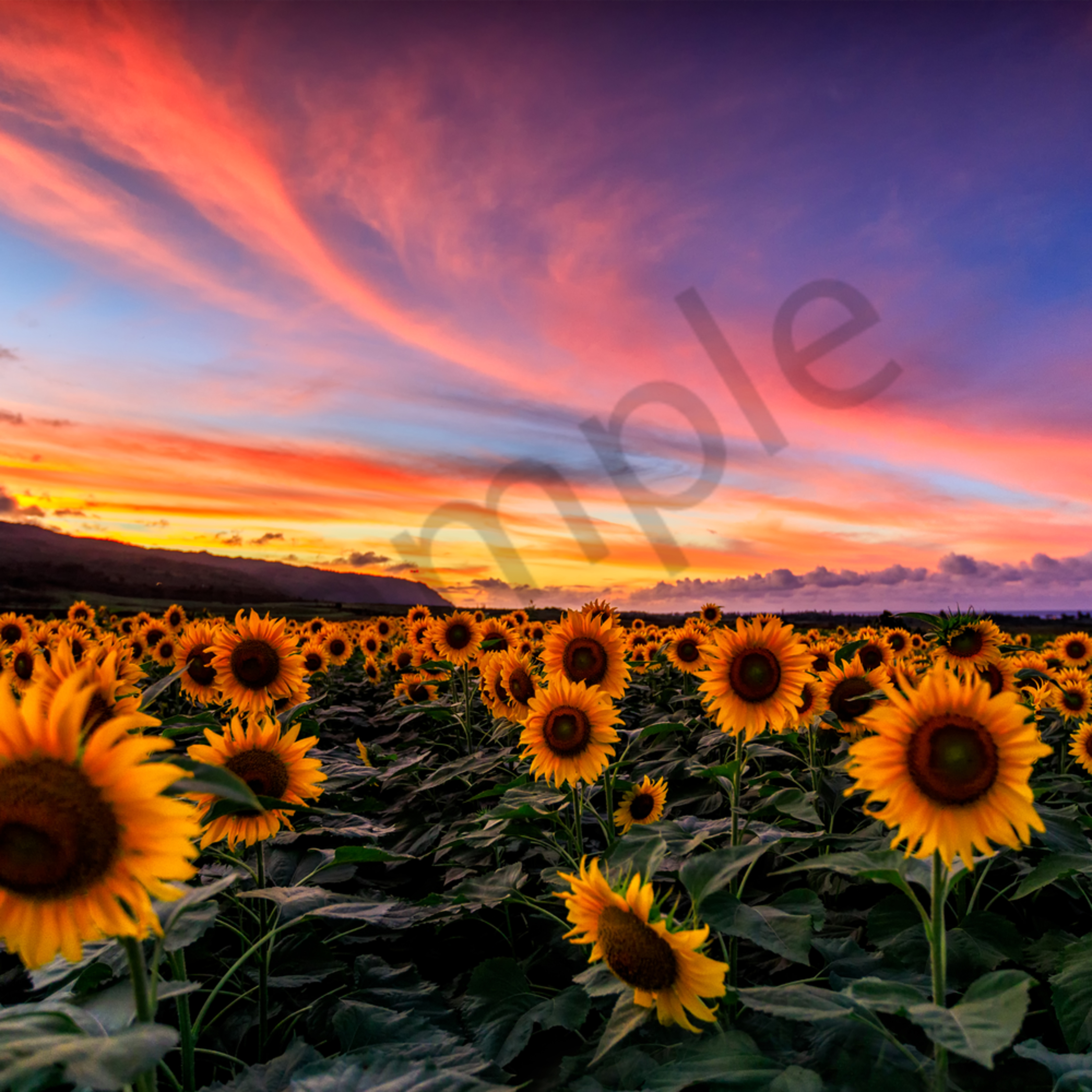 Hawaii Photography | Pink Hour by Leighton Lum