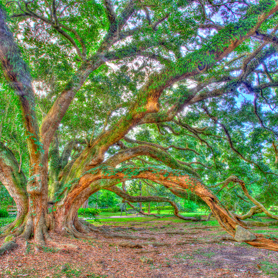 List 102+ Pictures "seven Sisters Oak" Photos Sharp