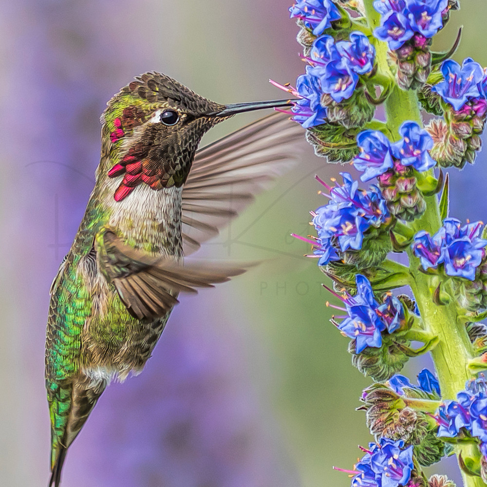 A Portrait of Anna's Hummingbird