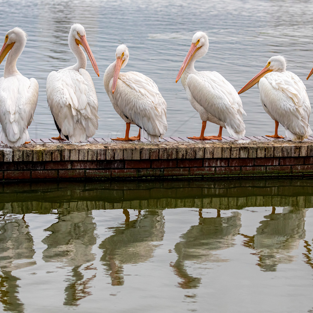 Pelicans in a Row