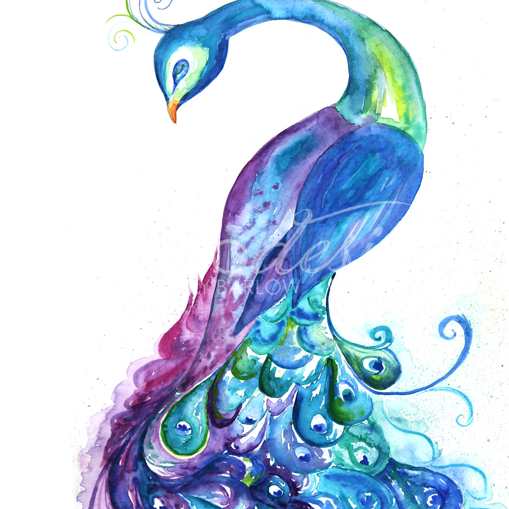 Gorgeous Watercolor Peacock Art By Sally Barlow
