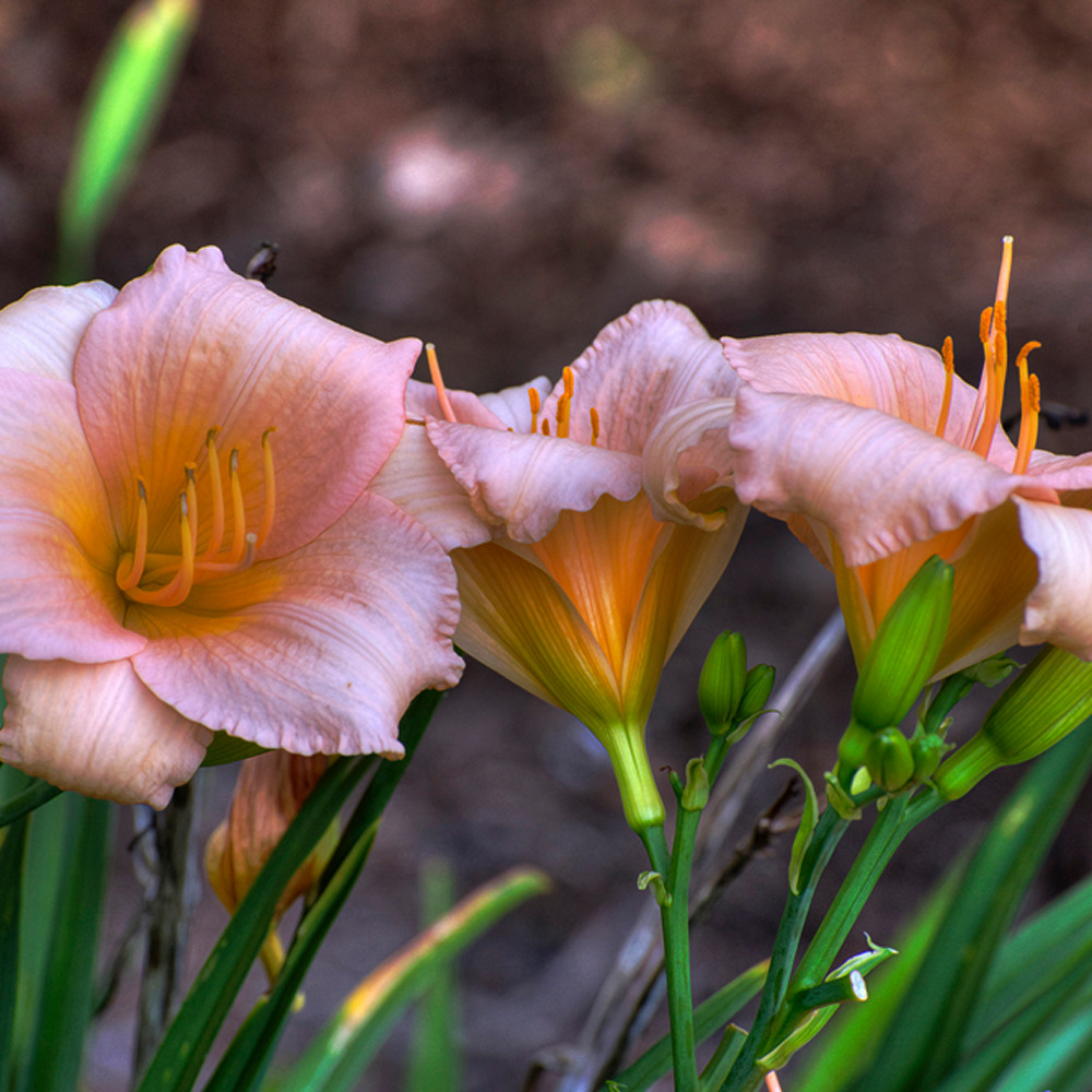 Peach Lillies