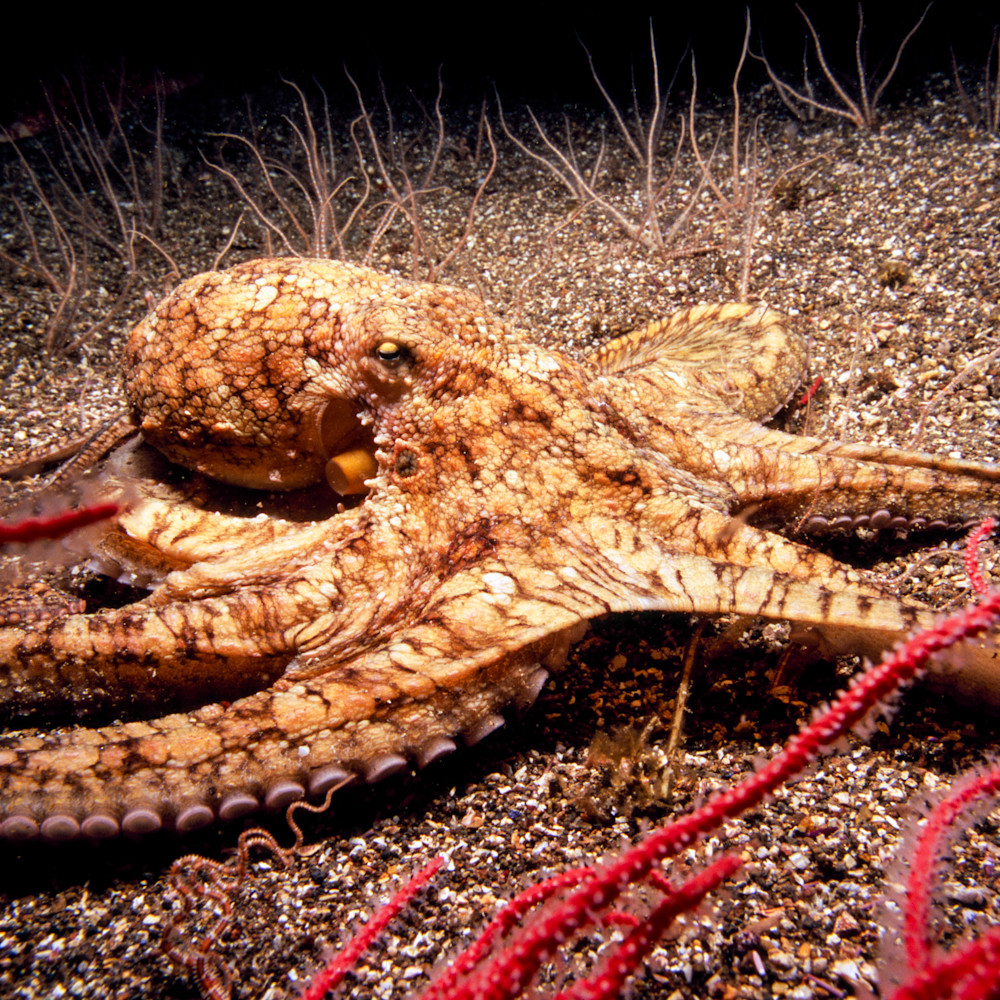 Two-spotted Octopus (Octopus bimaculatus)