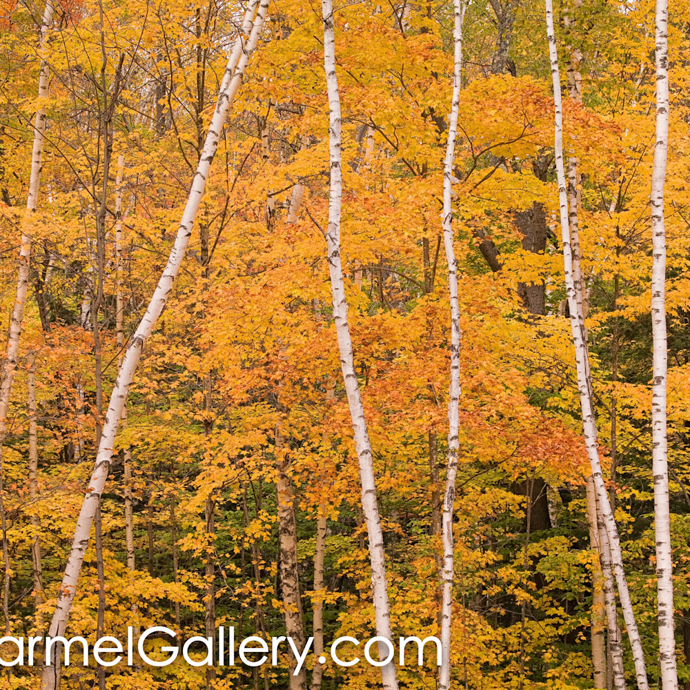 Birch Forest in Autumn
