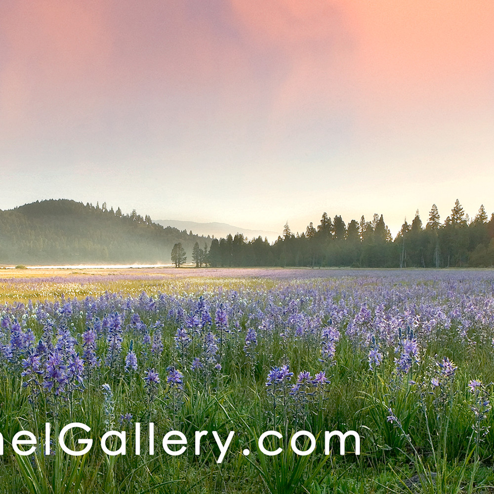 Sagehen Dawn Art | The Carmel Gallery