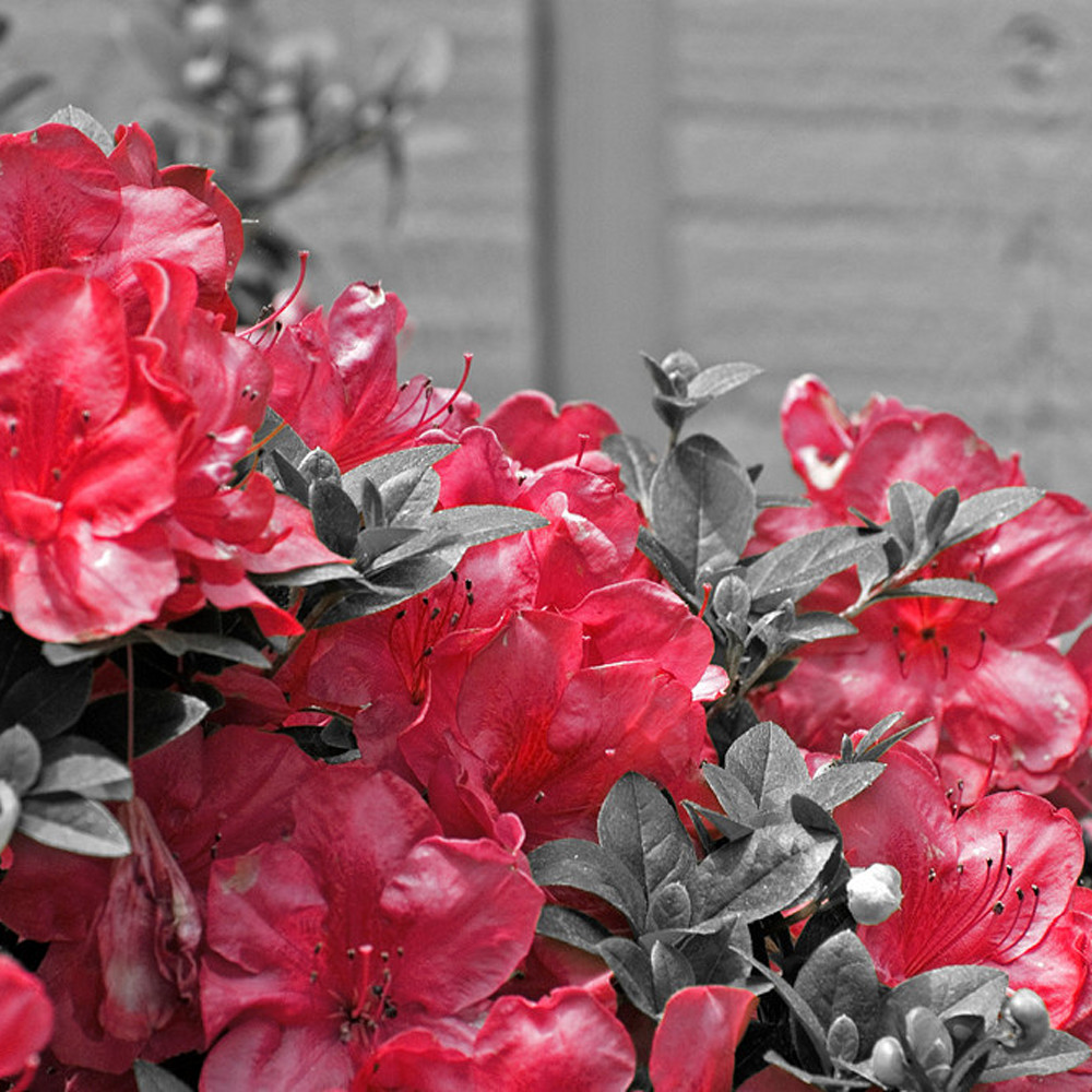 Red Azalea's