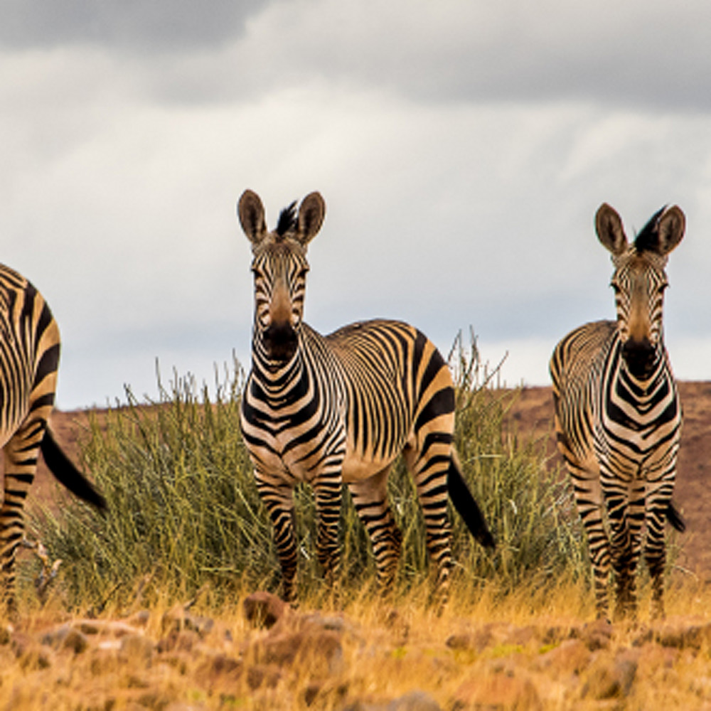 Panorama of a family of 5 zebras in a row looking at camera