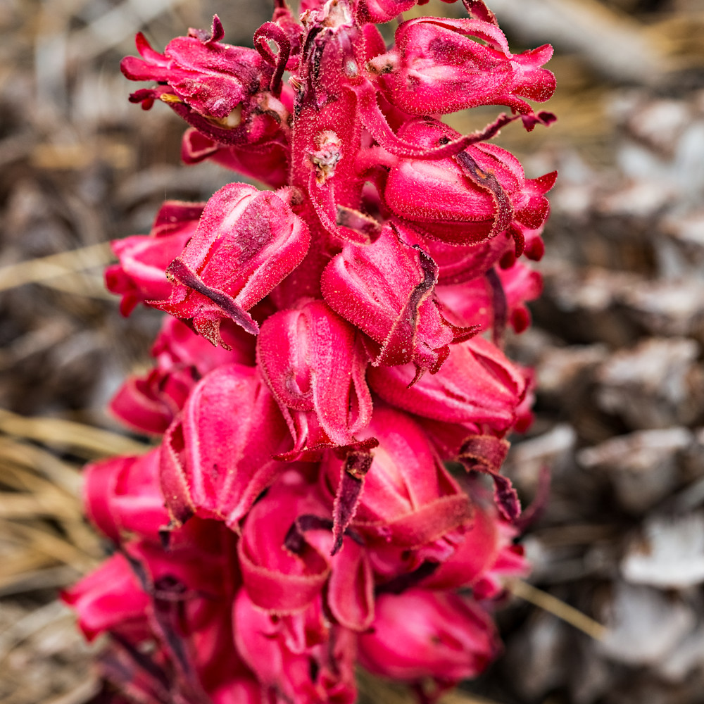 Snow Plant Flower Photography Art | Moriah Quinn Photography