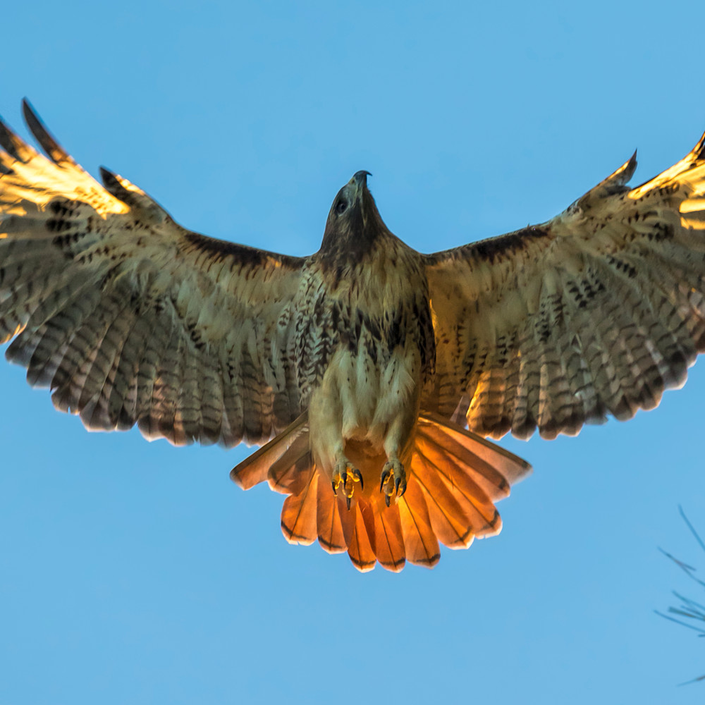 Firehawk Fine Art Photograph