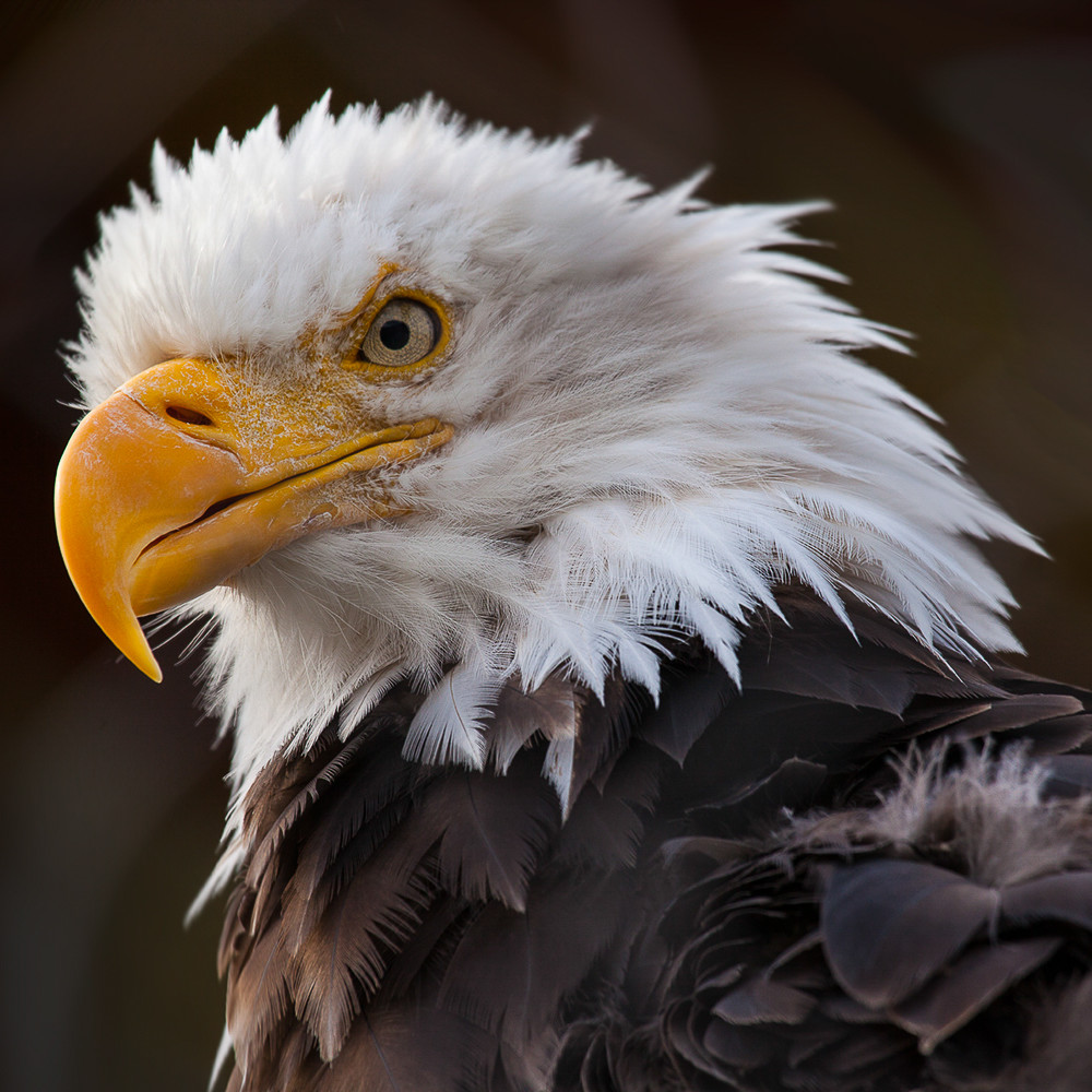 Angry Eagle Photo Print