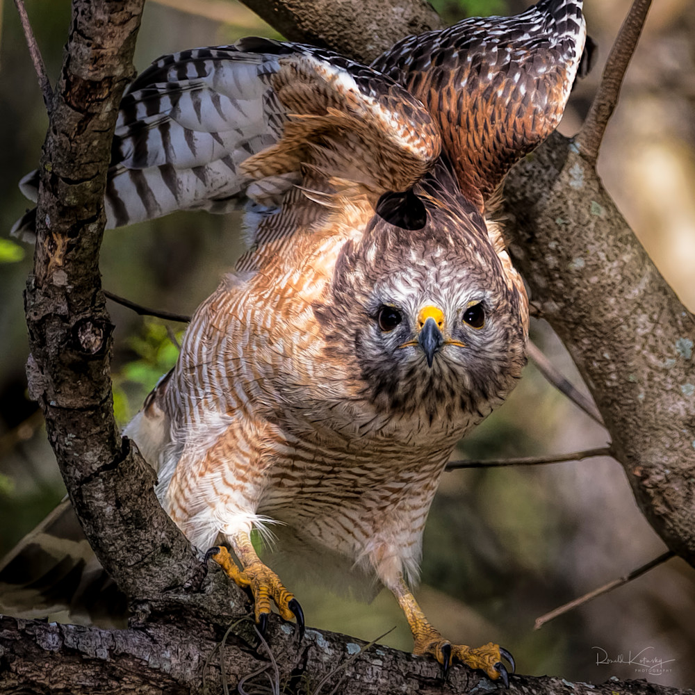 Intensity the Red Hawk Fine Art