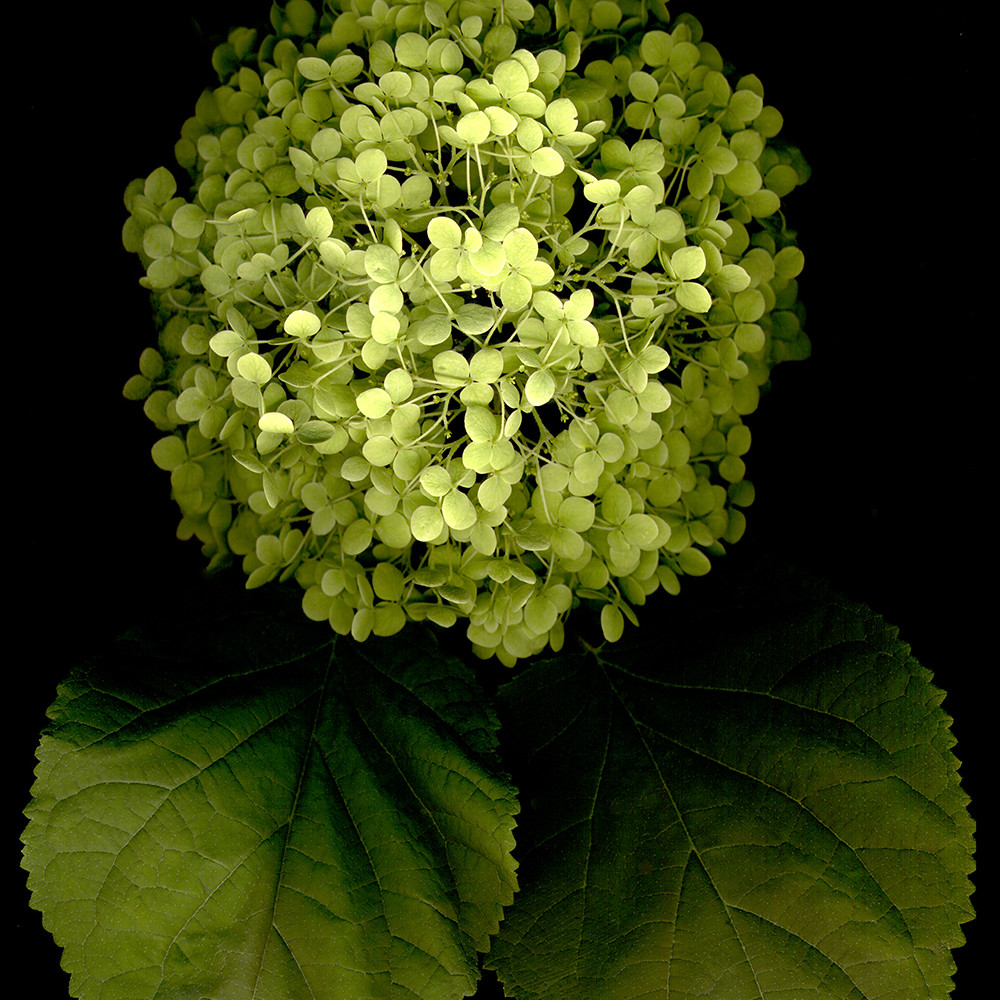 Hydrangea Green Photo Print