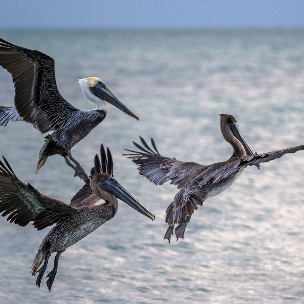 Three Pelicans in Flight