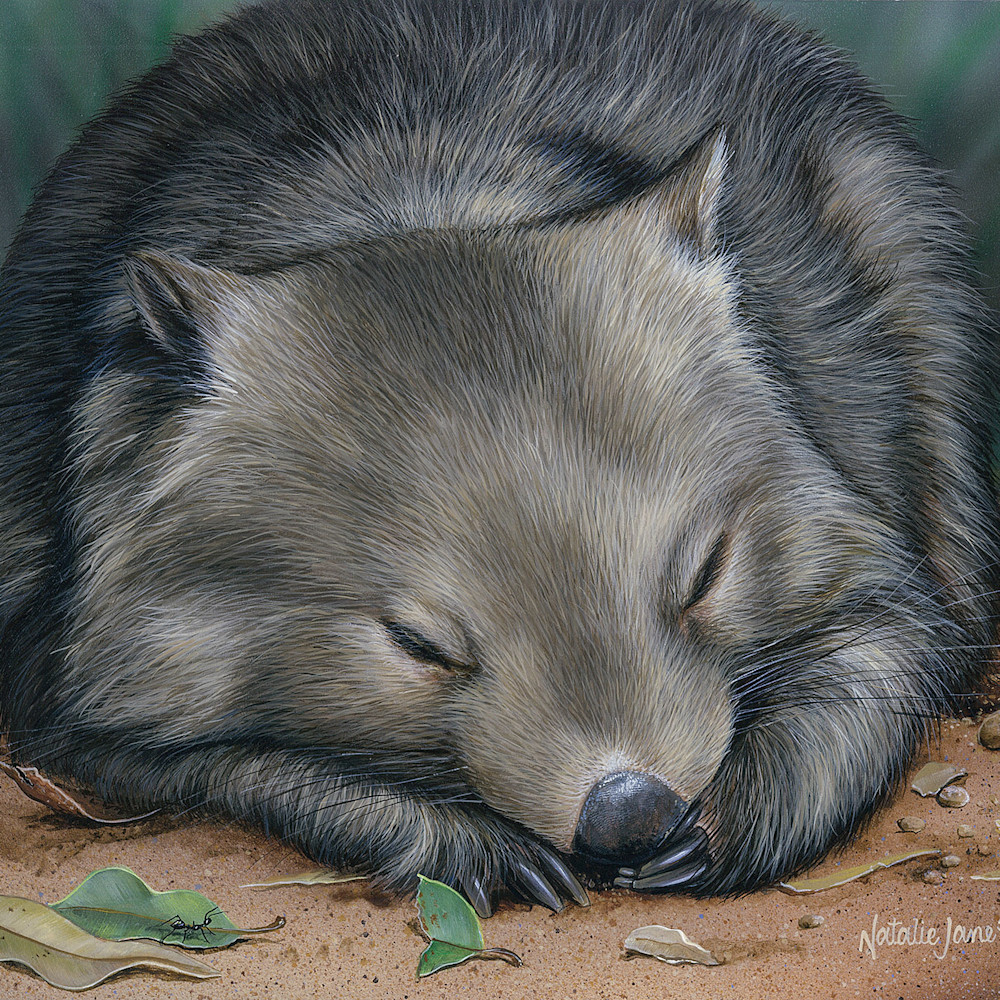 Sleeping Soundly - Sleeping Common Wombat Natalie | Jane Parker ...