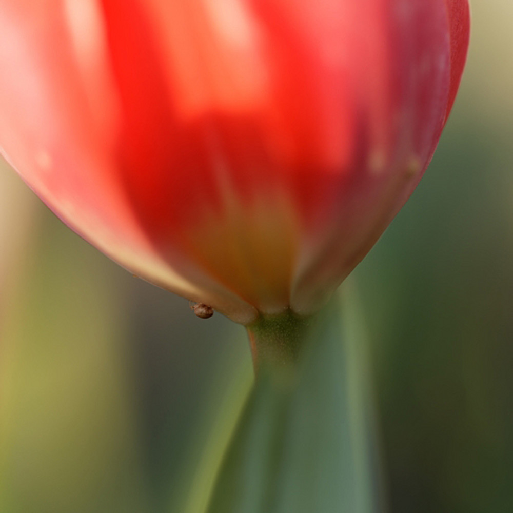 Tulip Up Close Photograph 0502 C | Flower Photography | Koral Martin ...