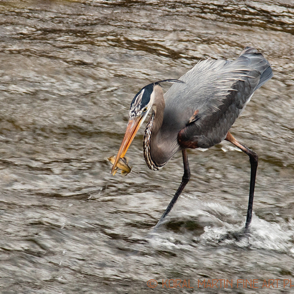 Heron Fish Photograph 4335 | Wildlife Photography | Koral Martin Fine ...