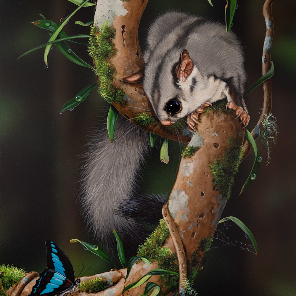 Forest Friendship - Sugar Glider Possum with a Blue Triangle Butterfly ...