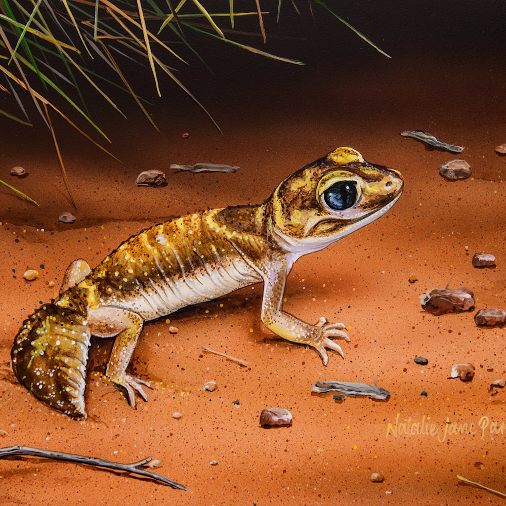 Desert Dweller - West Coast Three Lined Knob Tailed Gecko (Nephrurus ...