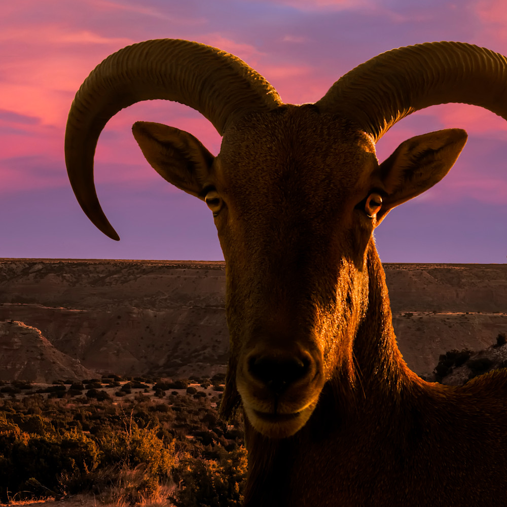 Doves Rest Aoudad in Palo Duro Canyon