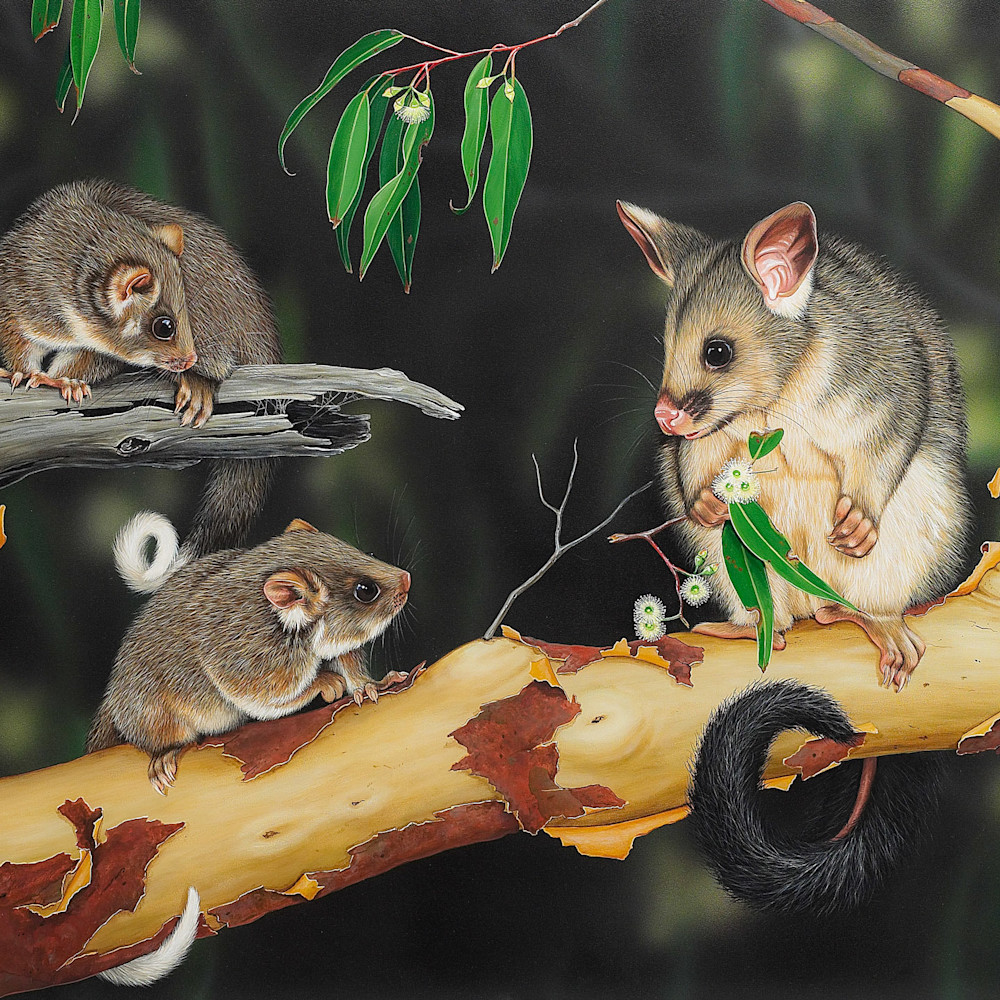Can we have some 2 ring tail possums with a brushtail possum natalie ...