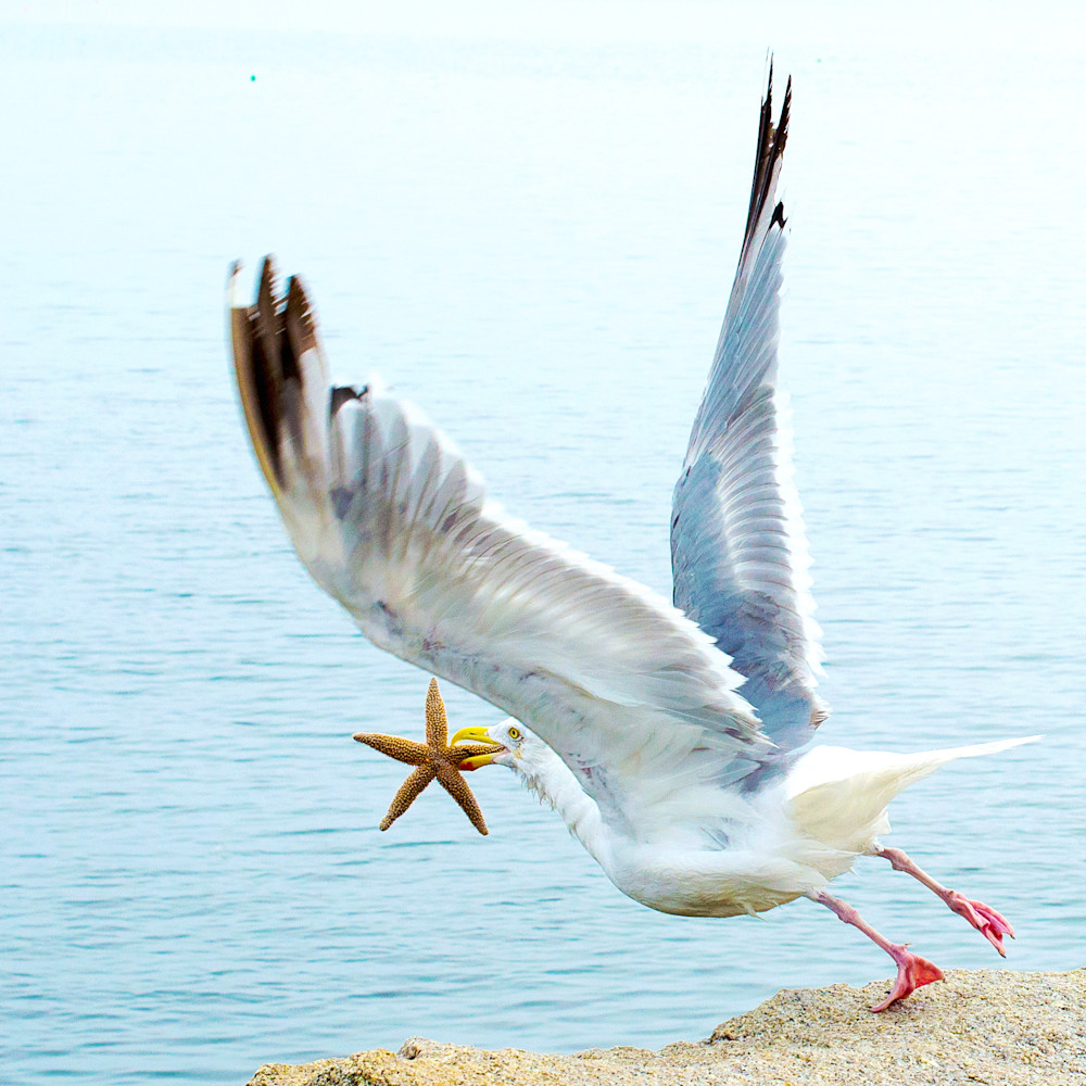 Seagull Feast Photography Art | Susan Boyd Photography