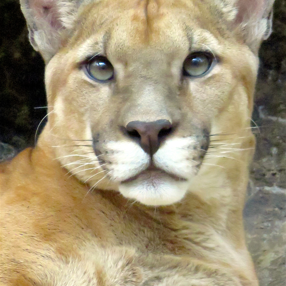 Puma Photography Art | RuddFotos