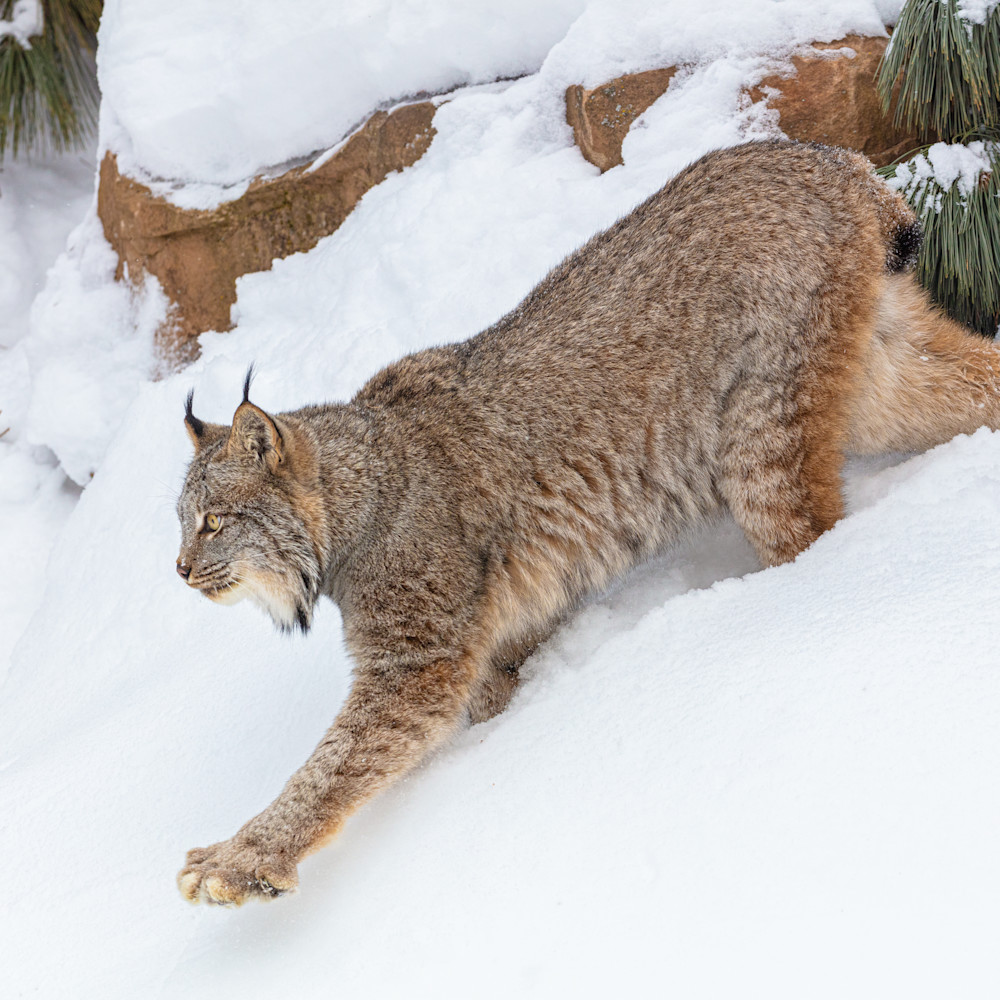 Lynx On The Run Photography Art | brucedanz