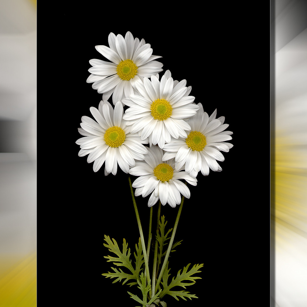 Daisy Bunch 3D Photography Art | Whispering Impressions
