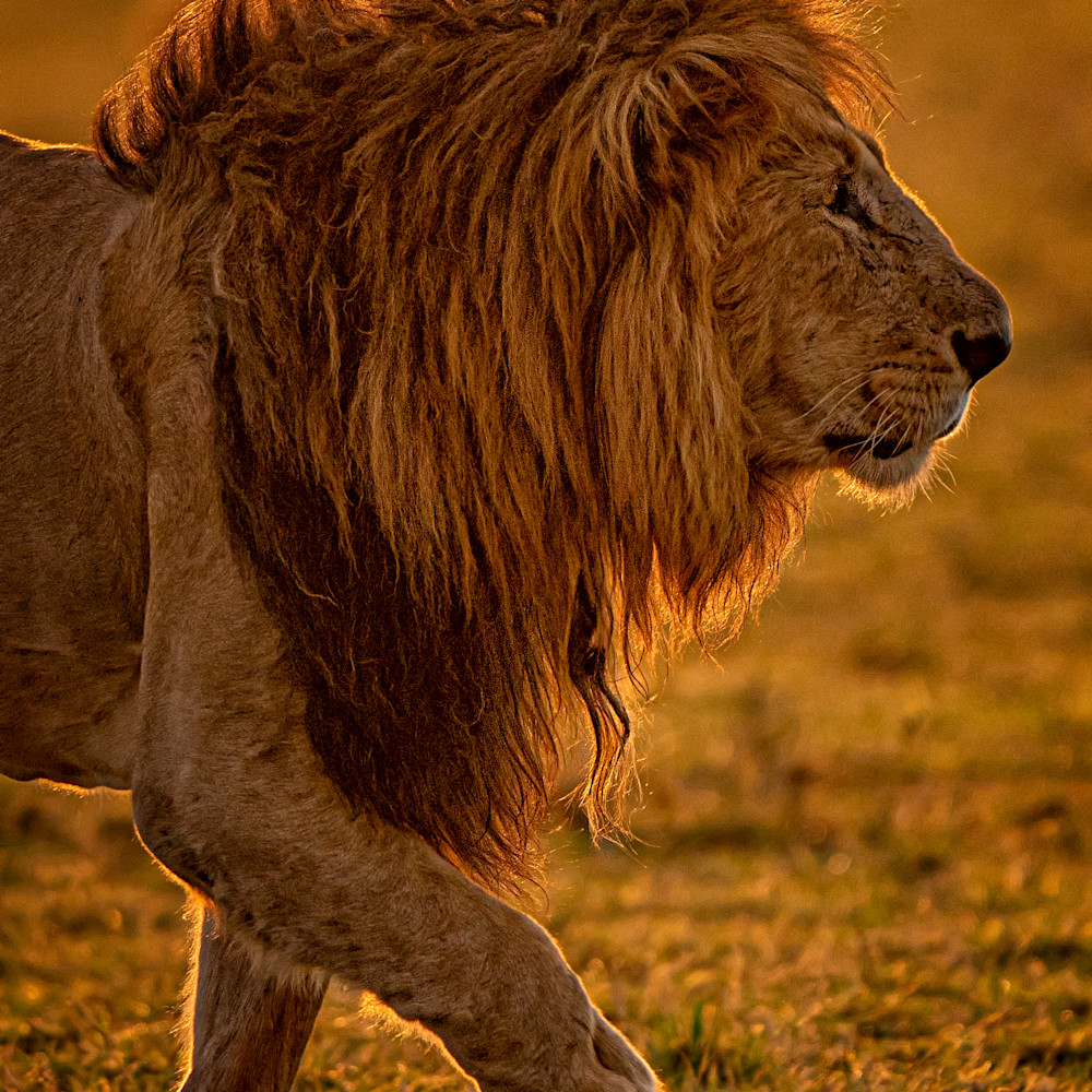 Portrait of a Legendary Lion - digital signature