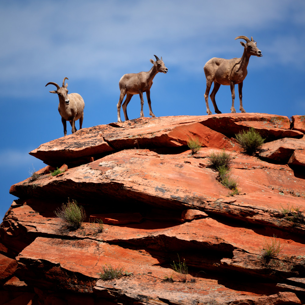 Big Horn Sheep Family Photography Art | Fine Art From Nature