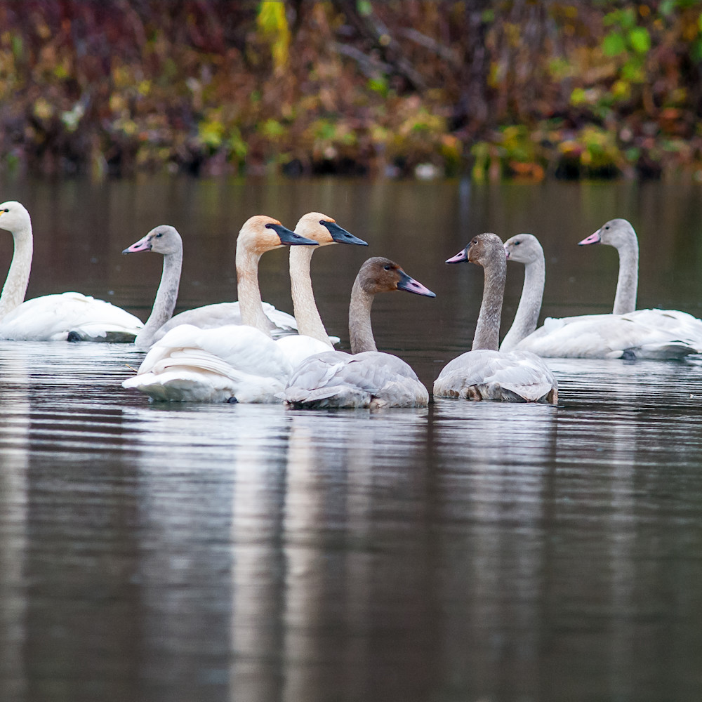 Two Swan Families Art | Alaska Wild Bear Photography
