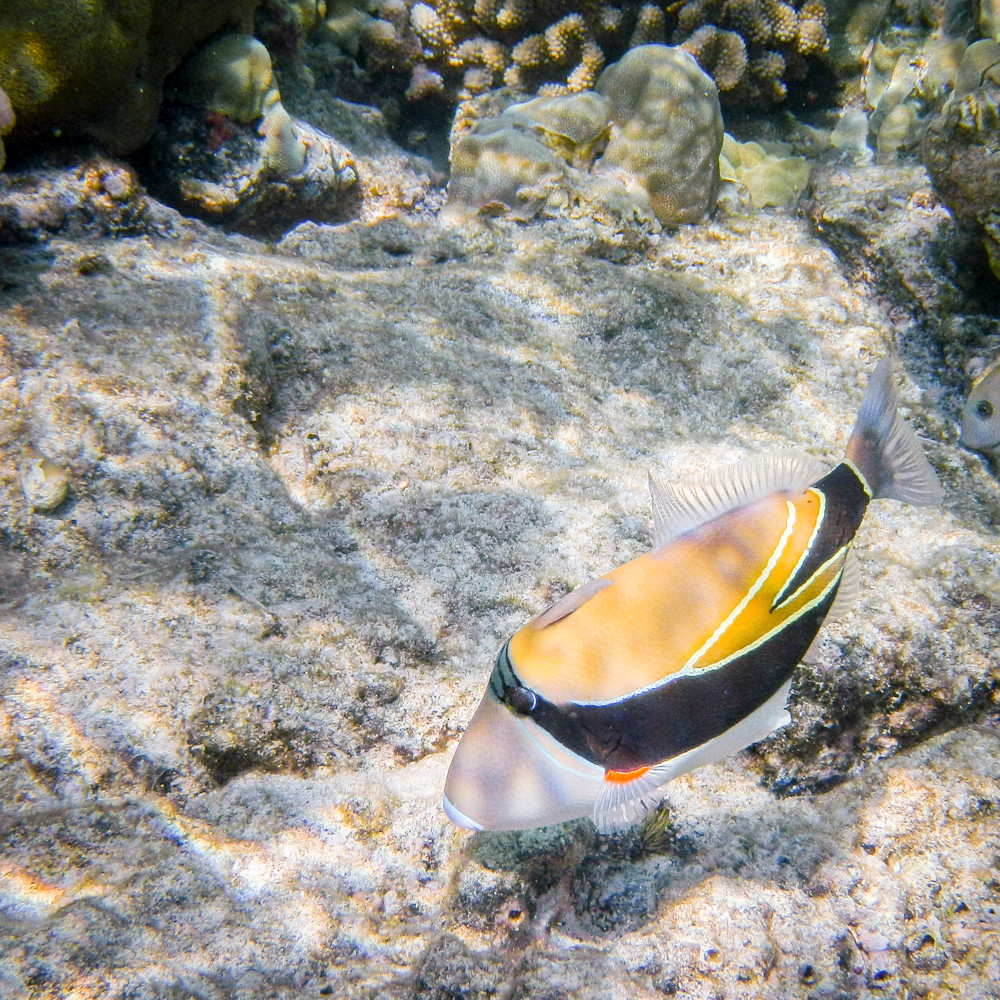 Humuhumunukunukuapua'a Photography Art | Bird In Paradise