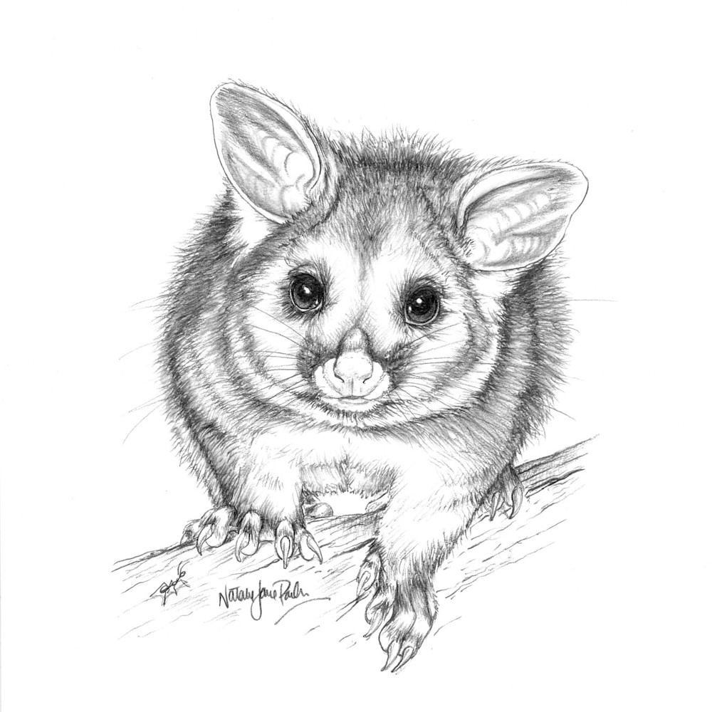 Night Eyes - Brushtail Possum Pencil Drawing