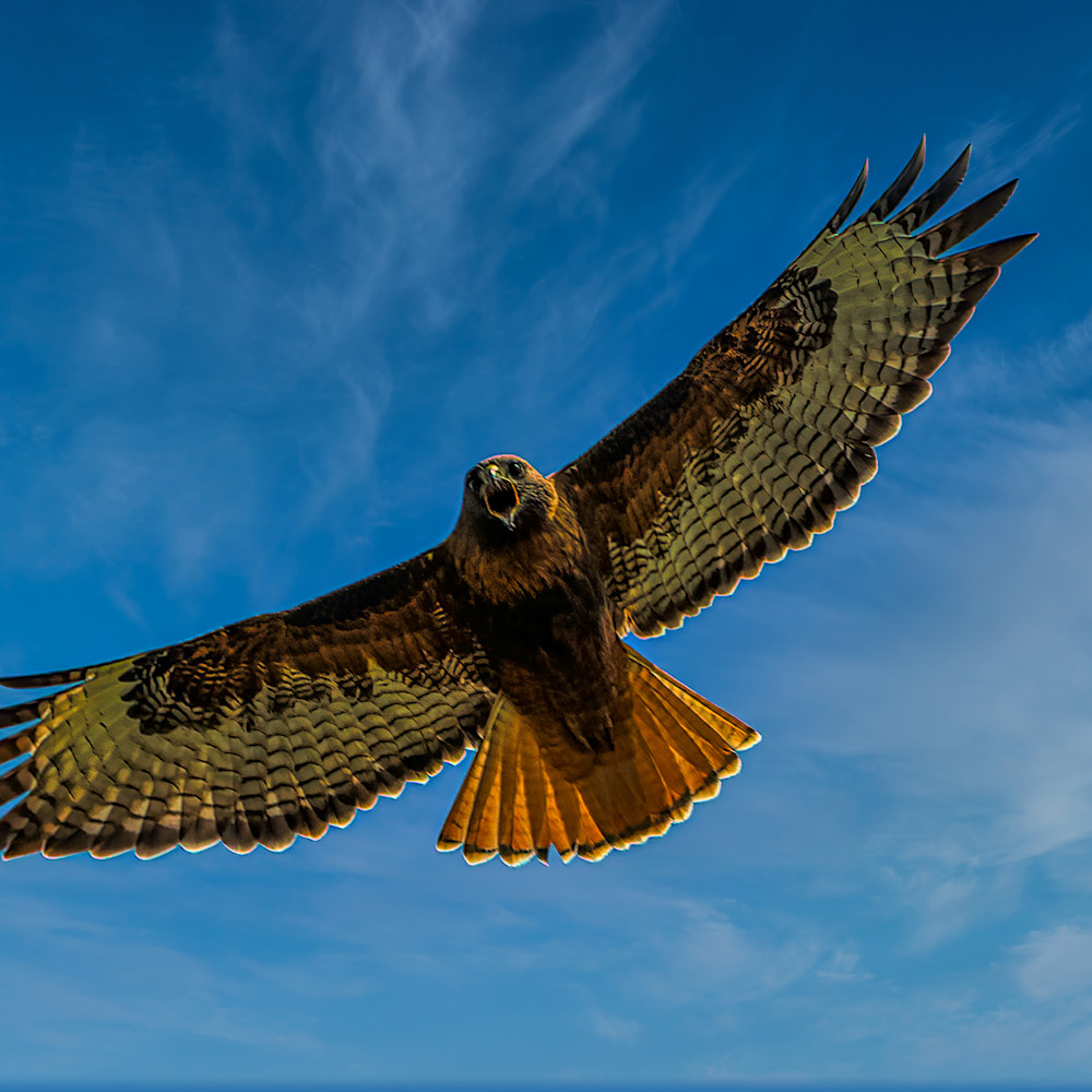 Angry Hawk Art | Keith Taylor Photography