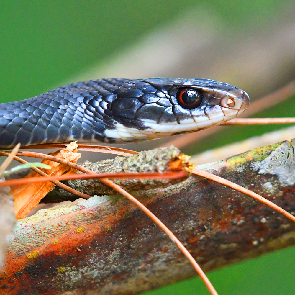 Southern Black Racer Art | Randy Johnson Art and Photography