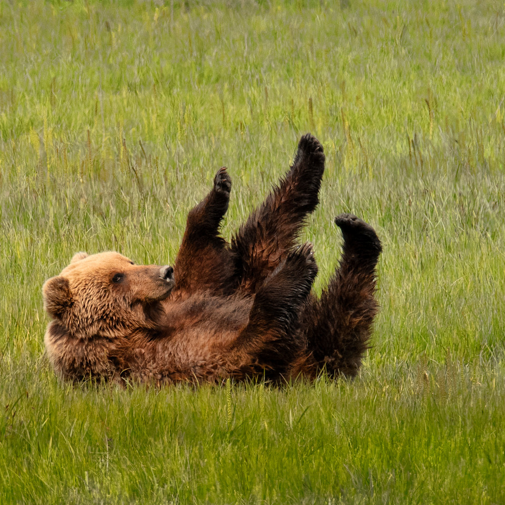 A'rollin Coastal Brown Bear 6533 Photography Art | Koral Martin Fine ...