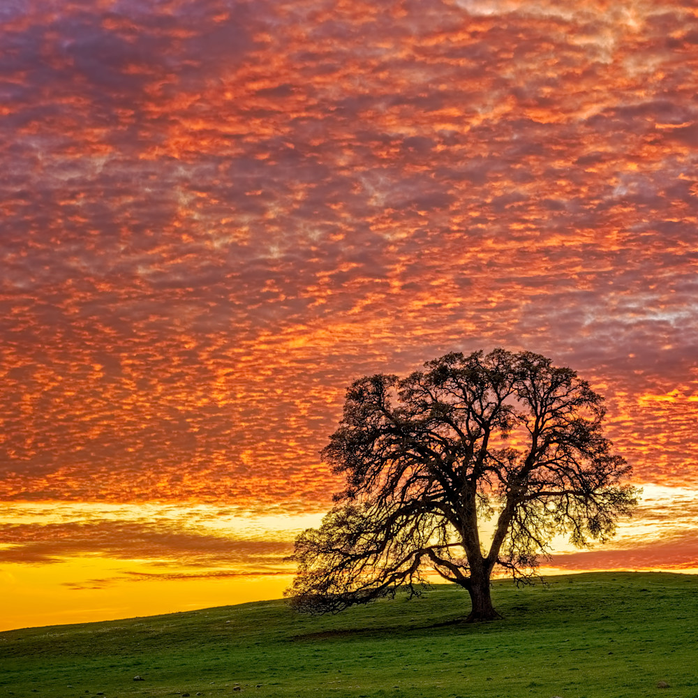 Spring Sunset Oak