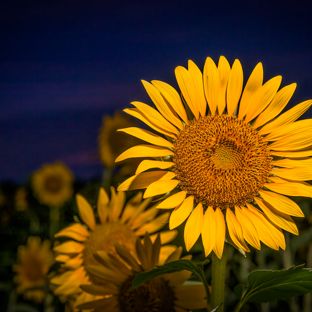 Sunflower Blue Hour Sunset 2 Photography Art | Nature By JA