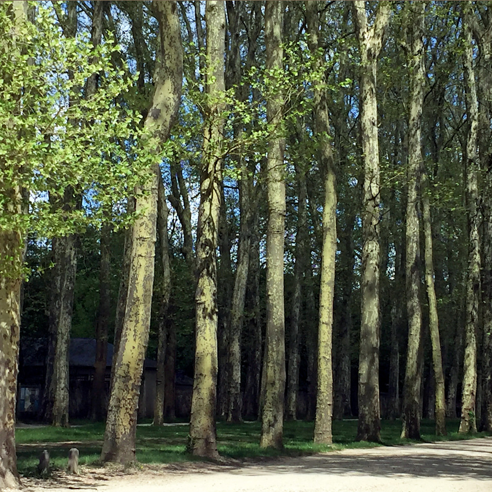 Versailles Trees Magnet