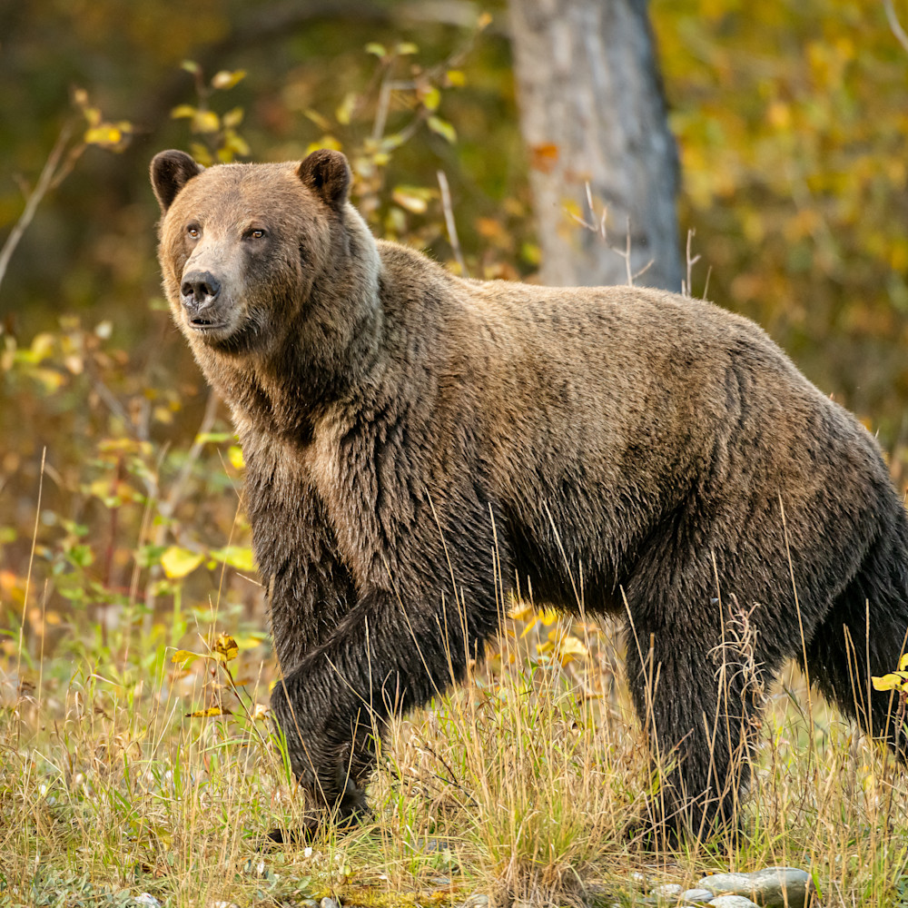 Bear In Fall Colors Art | Alaska Wild Bear Photography