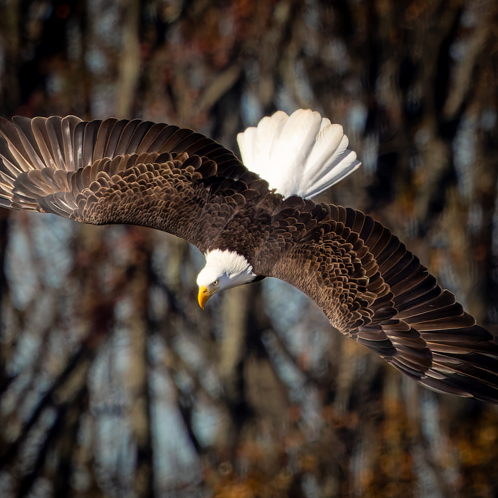 Bald Eagle Diving for Prey