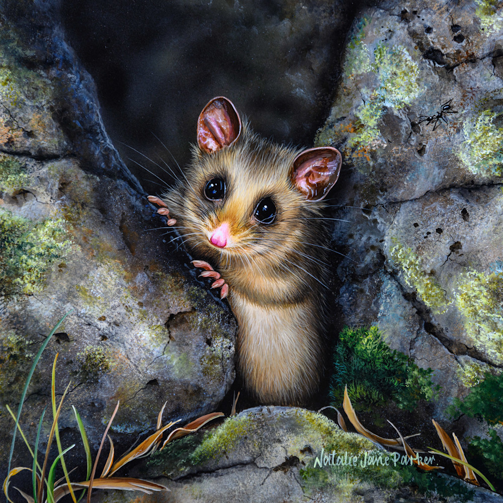 Mountain Pygmy Possum (Burramys parvus) Australian Wildlife Art by ...