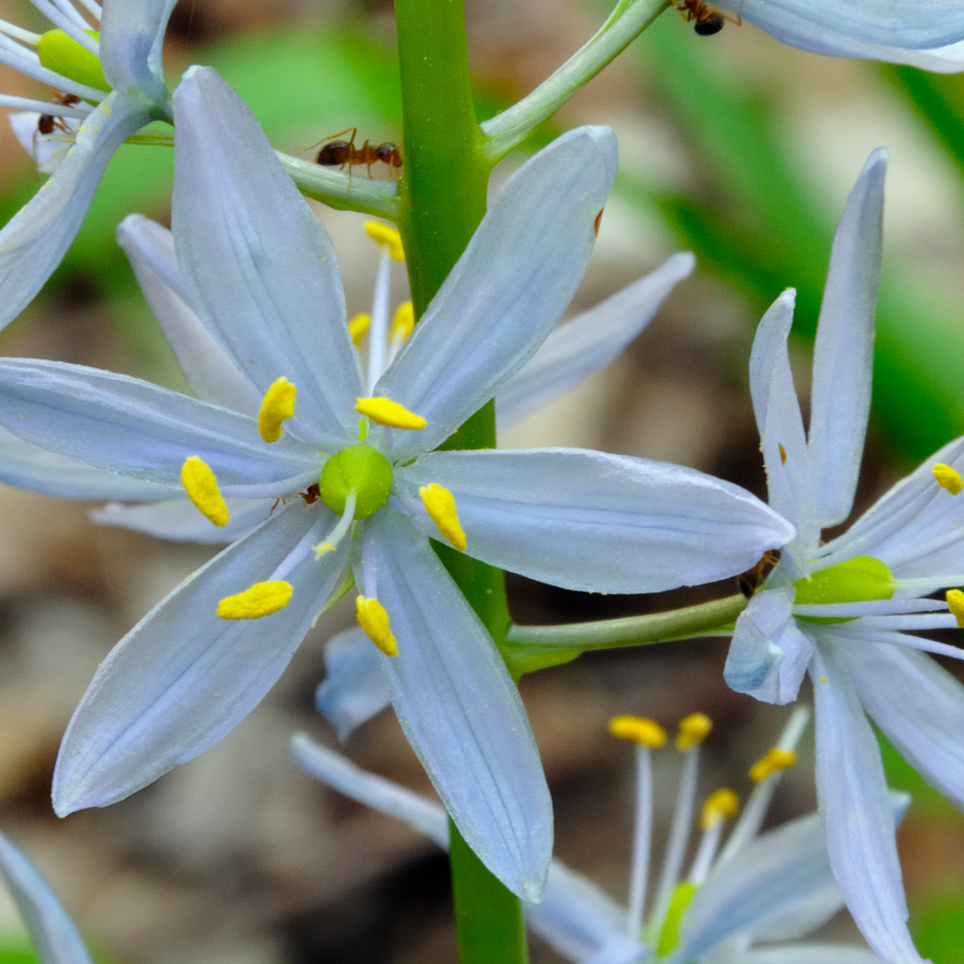Wild Hyacinth (Camassia scilloides)
